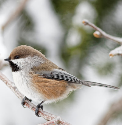 Meet Alaska's Boreal Chickadee - Felix Paydirt's Gourmet Gold